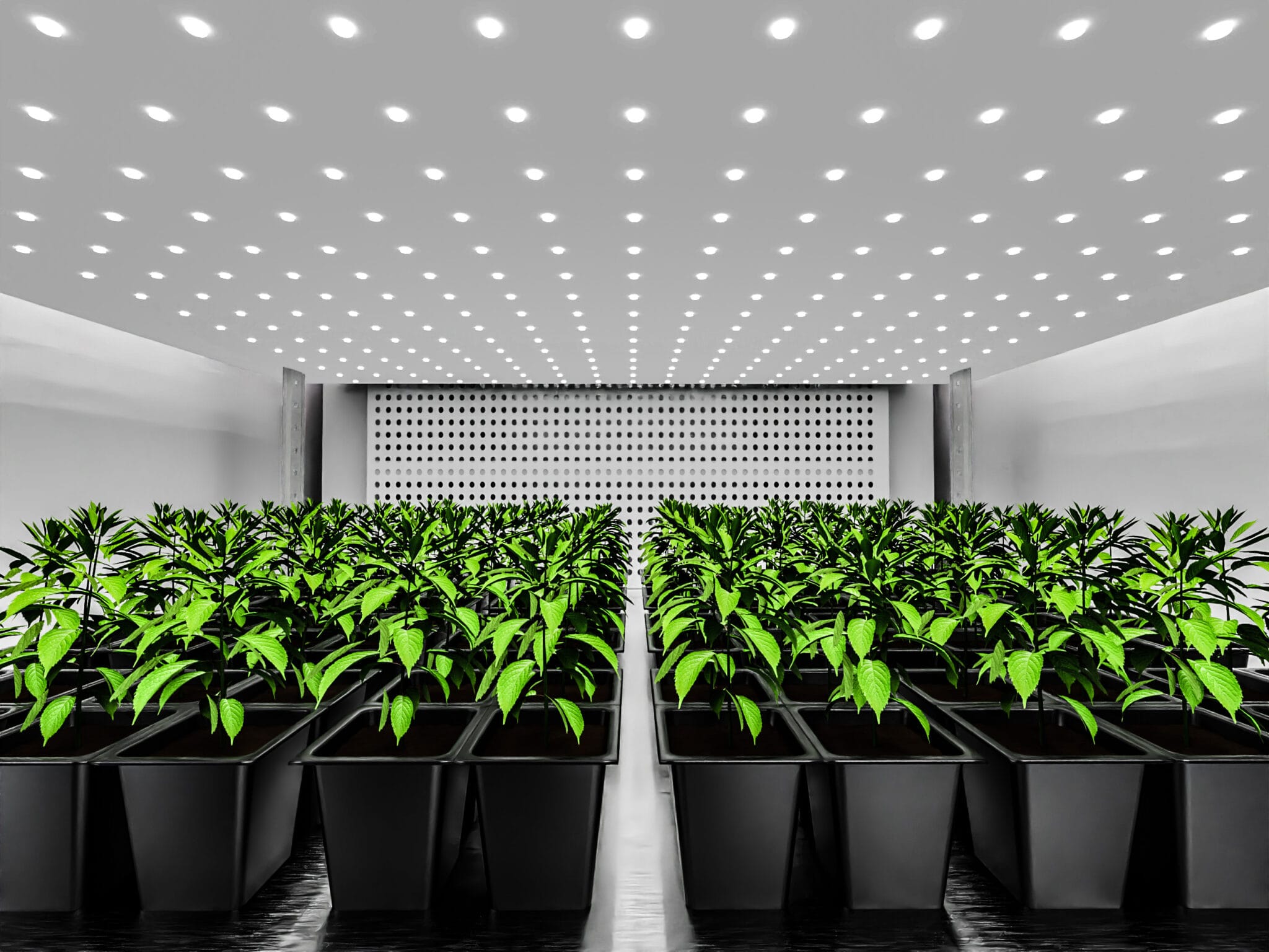 Germination Reach-In Chambers – Biora