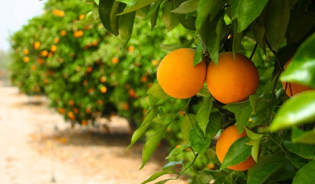 Citrus Tree Vaccine Research | Built-in Plant Grow Chamber - Biora