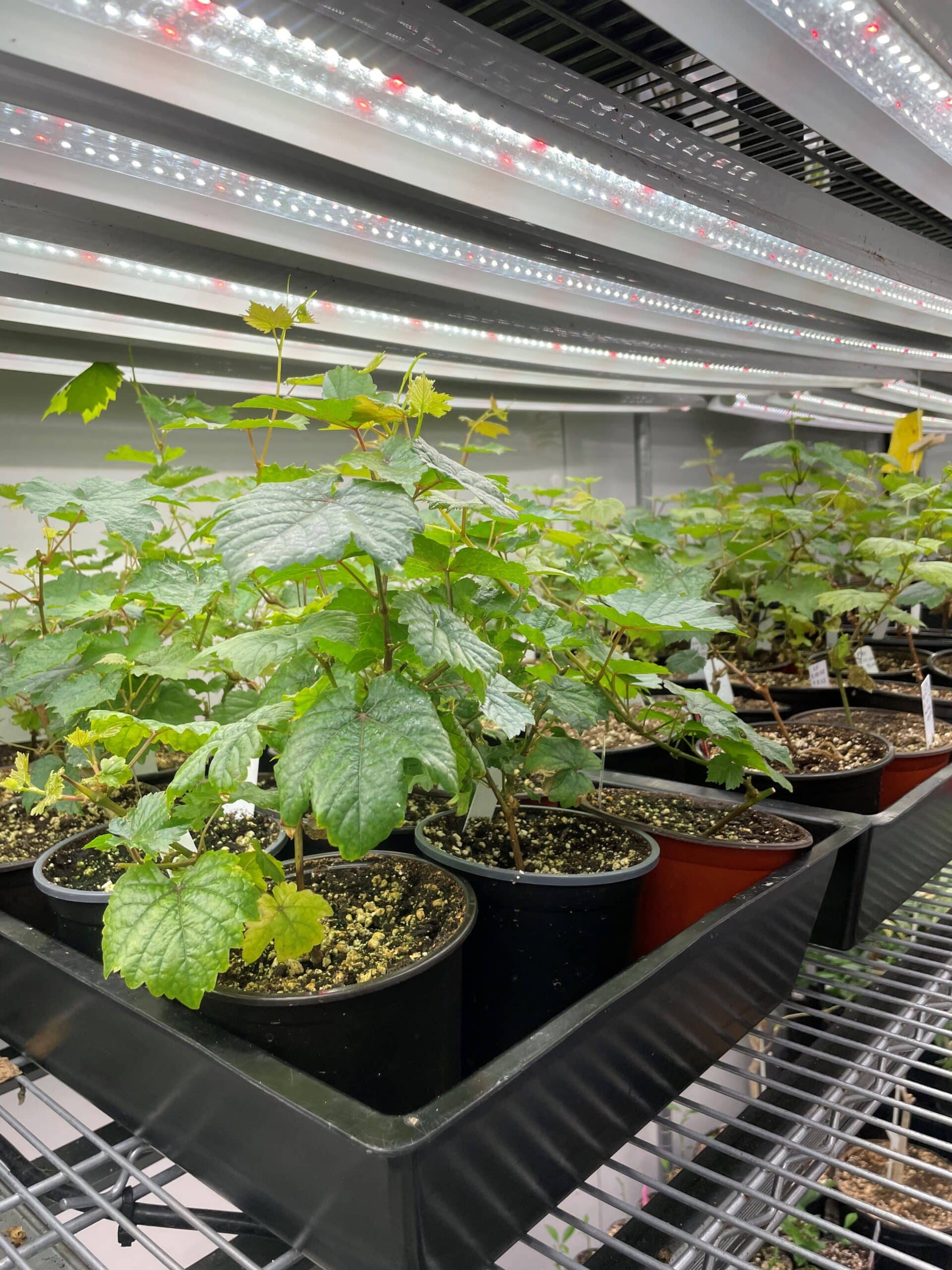 Citrus Tree Vaccine Research | Built-in Plant Grow Chamber - Biora